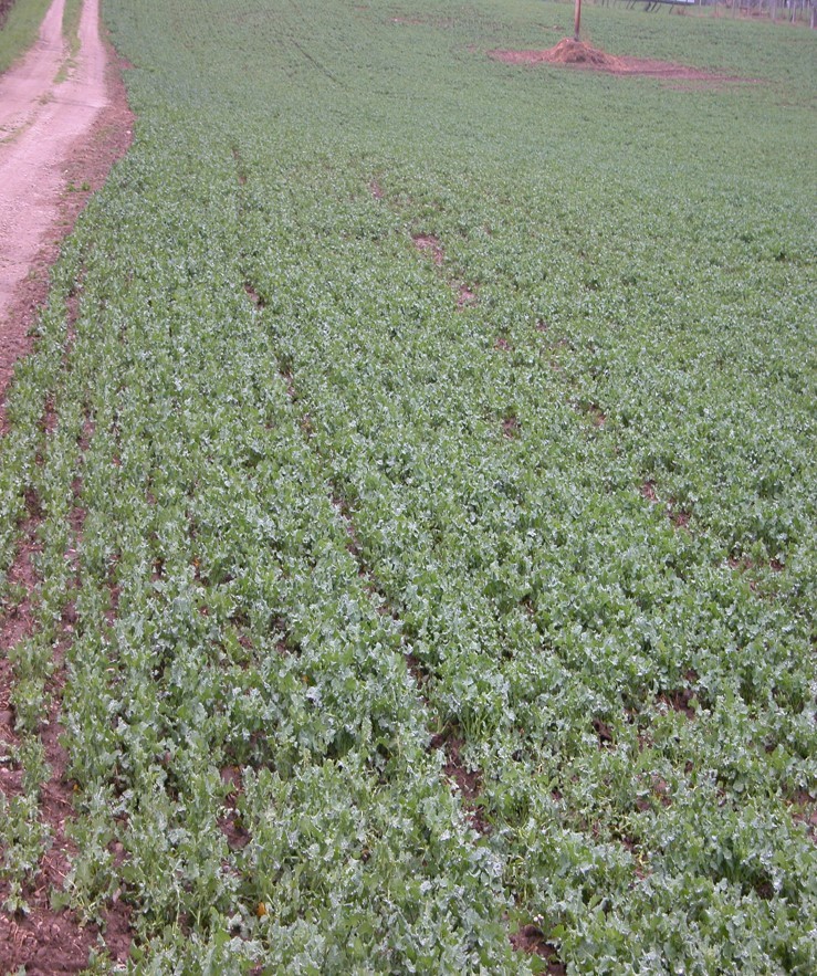 Side-Banding Phosphorus a BMP for Canola - Wintex Agro Canada ...